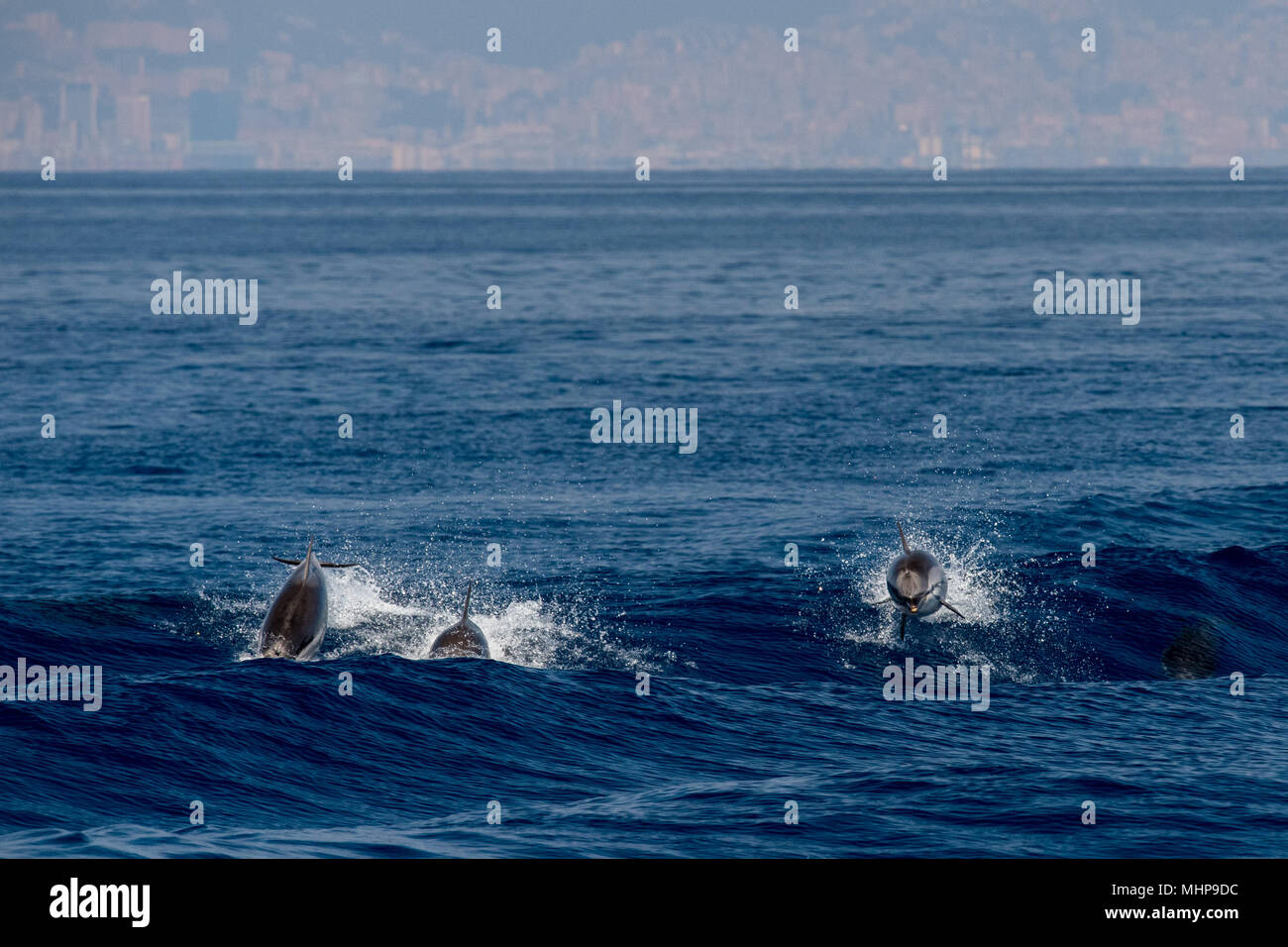 striped dolphin jumping outside the sea Stock Photo - Alamy