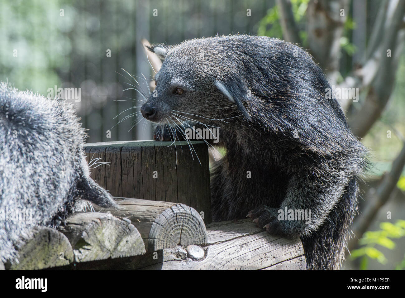 Black Binturong High Resolution Stock Photography and Images - Alamy