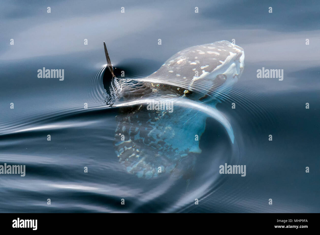 Fish eating jellyfish hi-res stock photography and images - Alamy