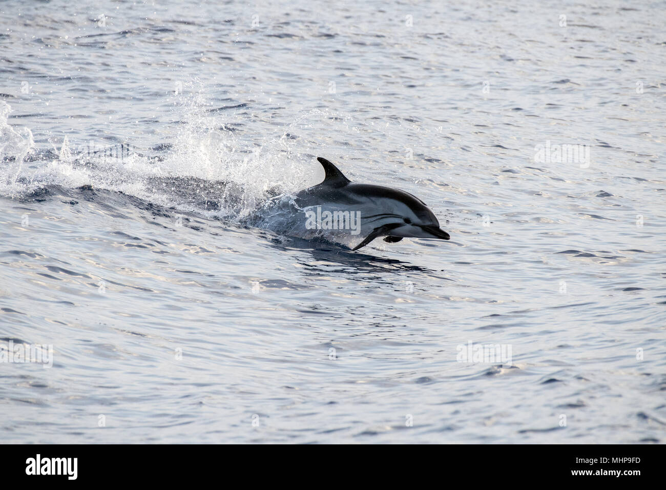 striped dolphin jumping outside the sea Stock Photo - Alamy
