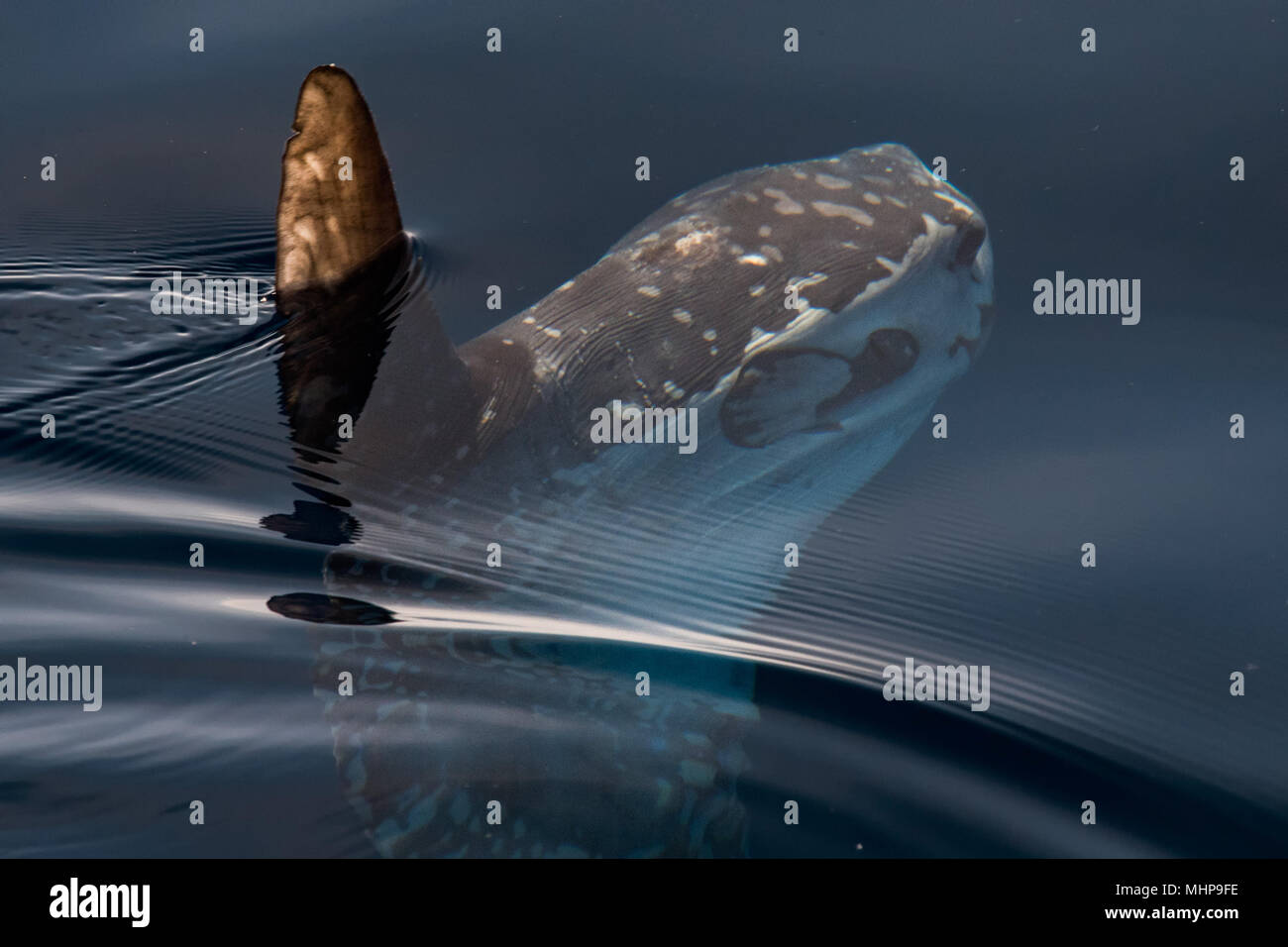 Fish eating jellyfish hi-res stock photography and images - Alamy