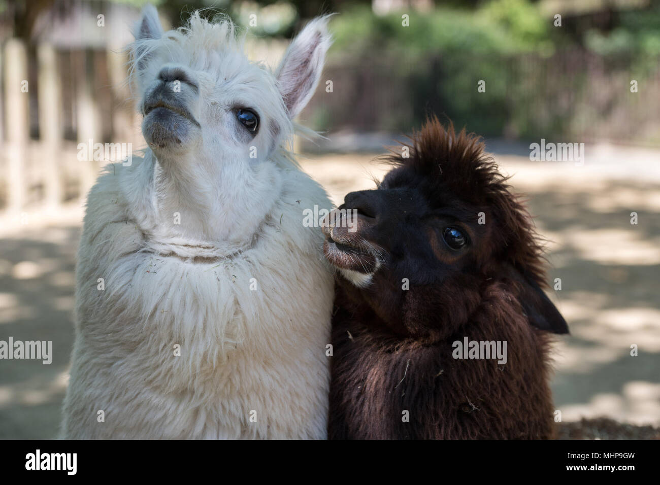 alpaca portrait close up looking at you Stock Photo - Alamy