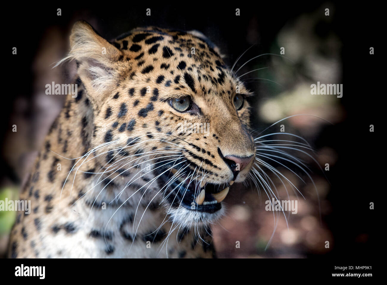 north chinese leopard close up portrait while looking at you Stock ...