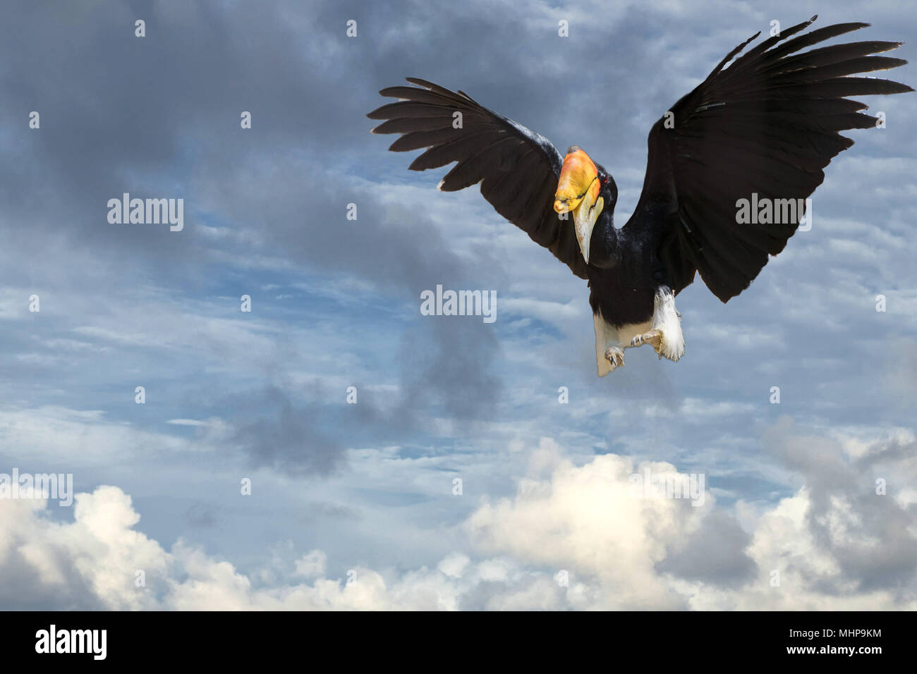 Flying rhinoceros hornbill hi-res stock photography and images - Alamy