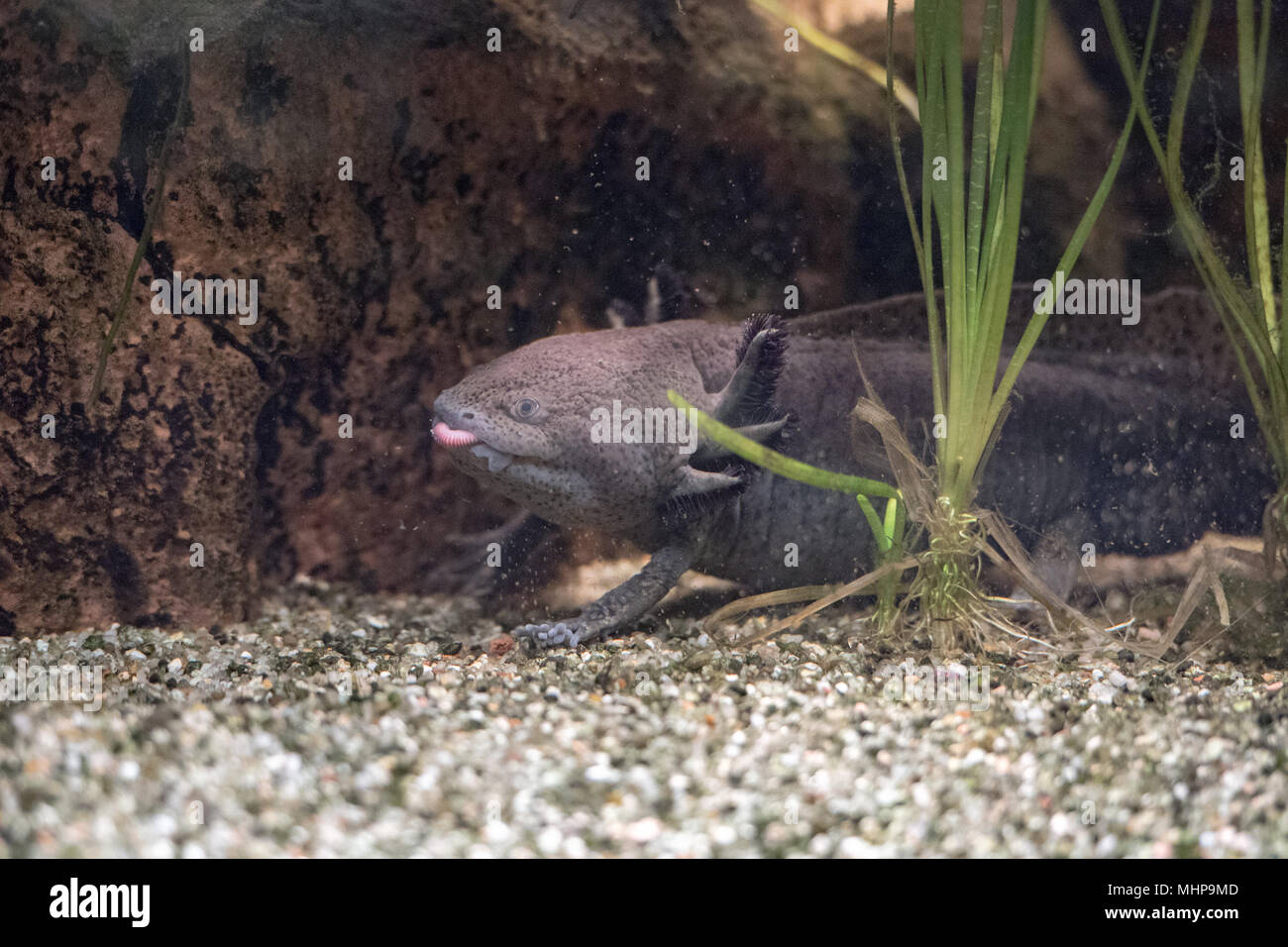 Axolotl eating hi-res stock photography and images - Alamy
