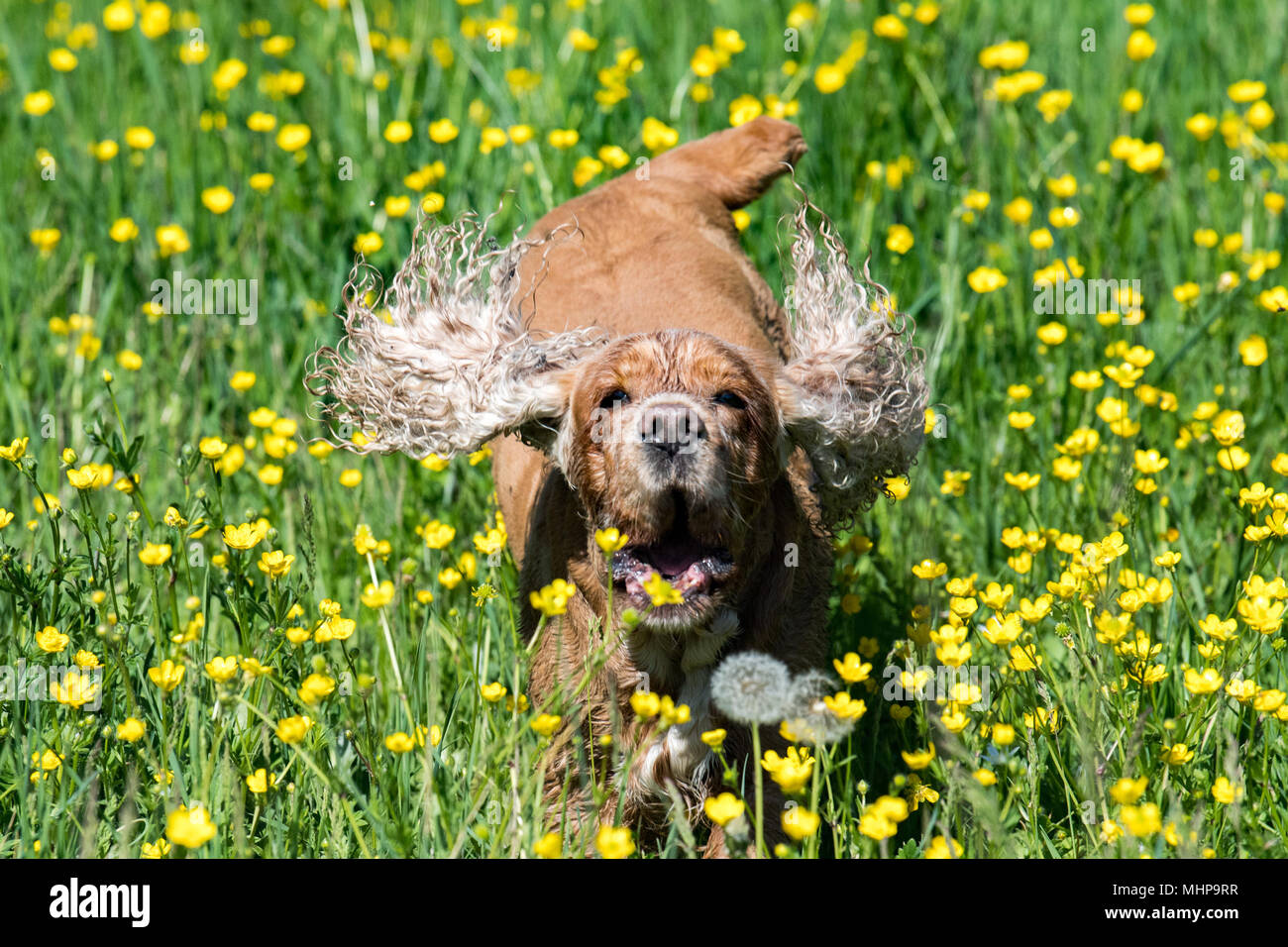 Happy young english cocker spaniel while playing in the yellow daisy ...
