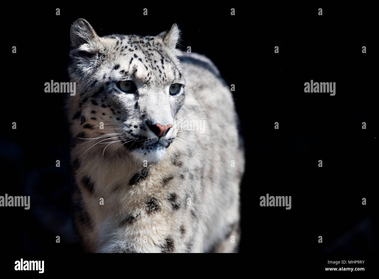 snow leopard close up portrait while looking at you Stock Photo - Alamy