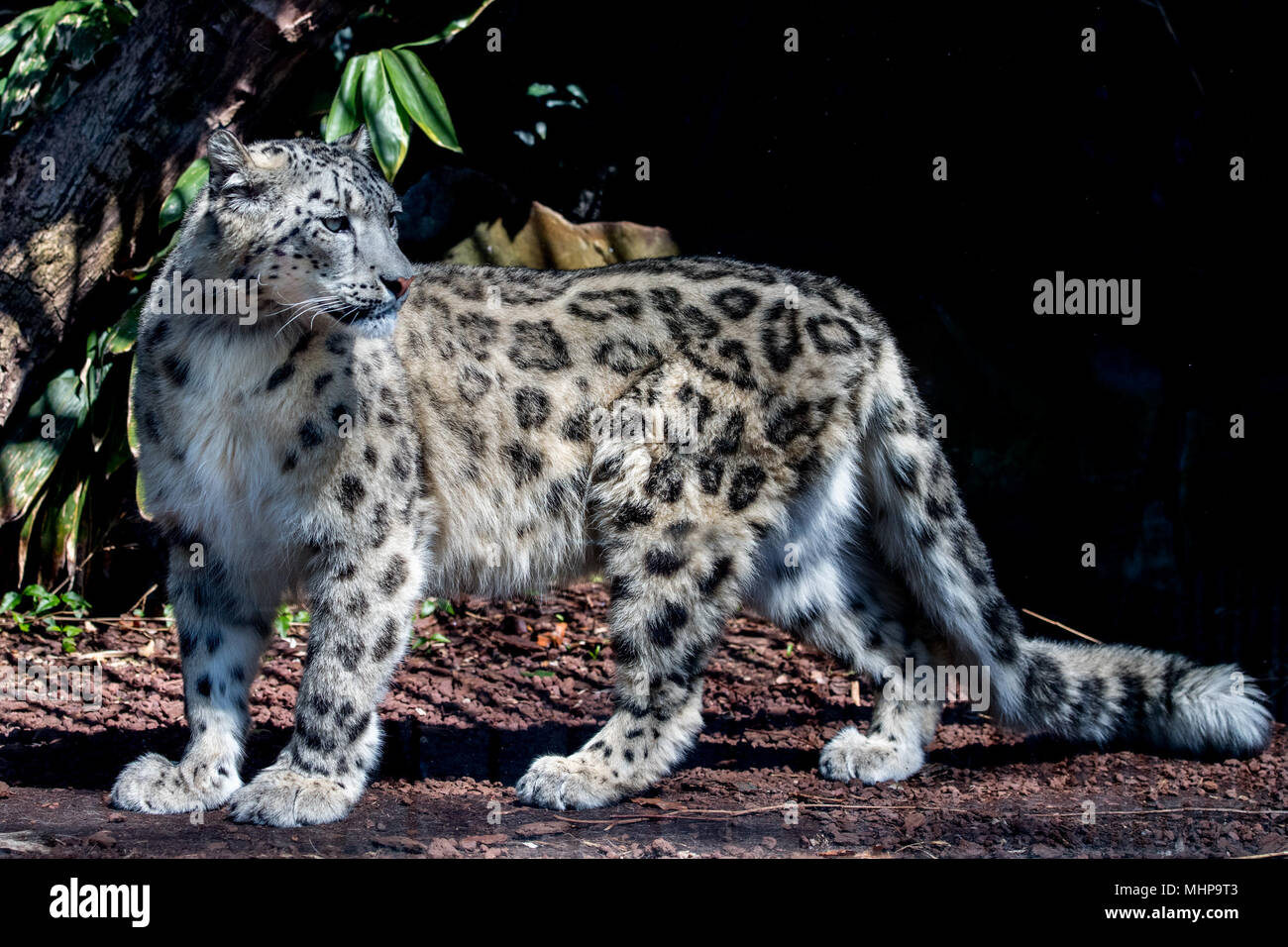 snow leopard close up portrait while looking at you Stock Photo - Alamy
