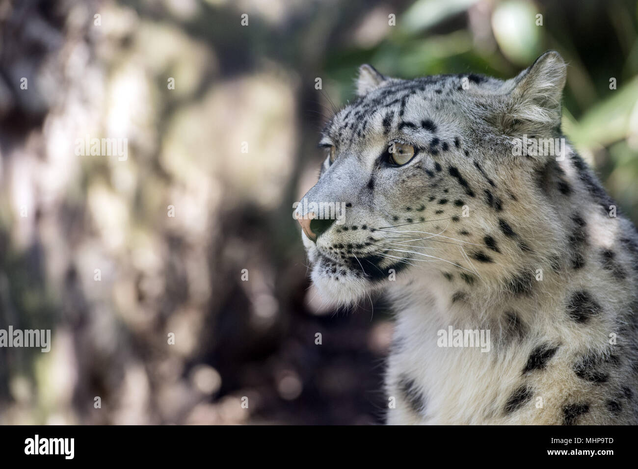 Chinese leopard panthera pardus japonensis hi-res stock photography and ...