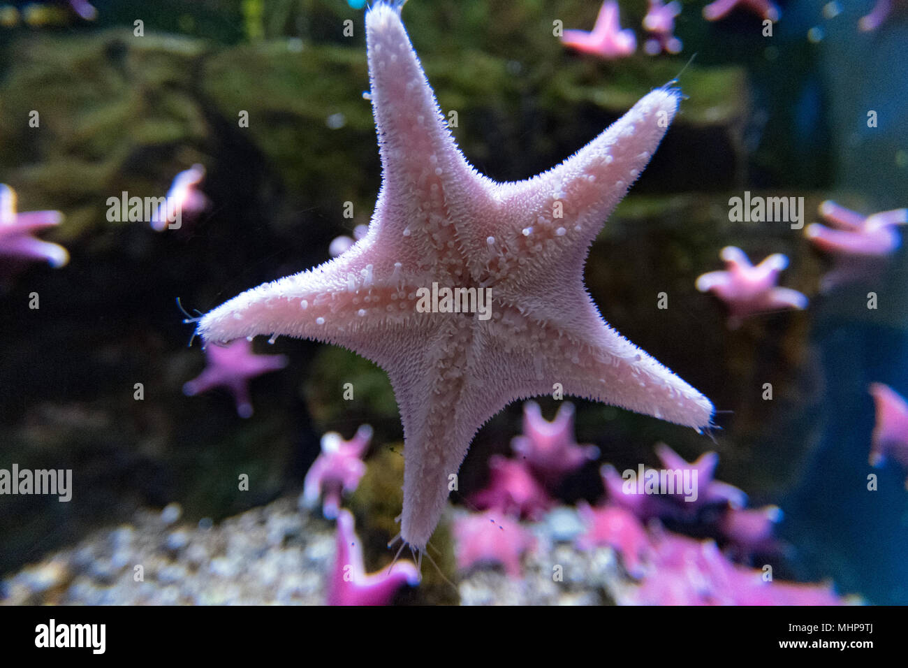 Antarctica sea star hi-res stock photography and images - Alamy