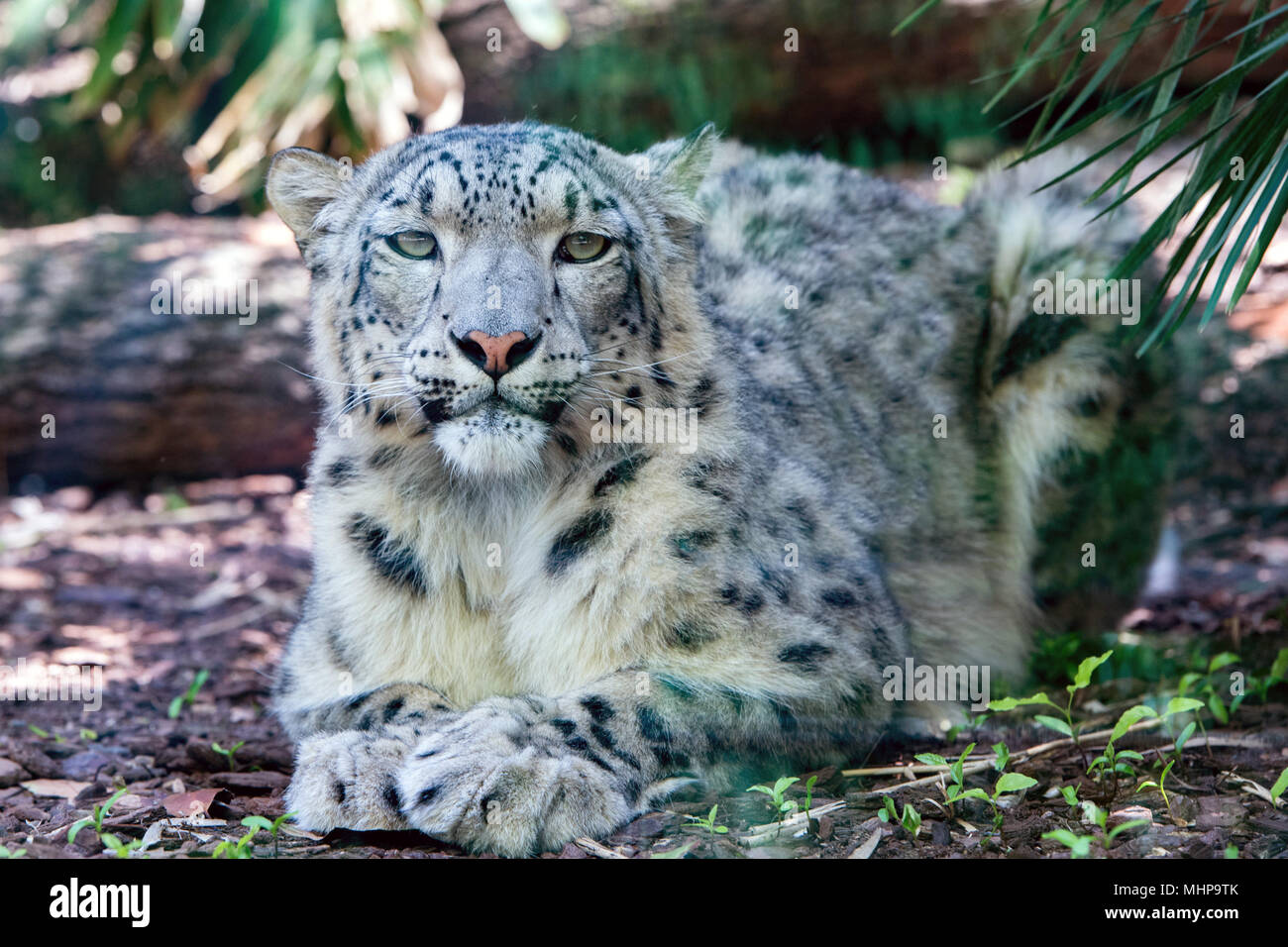 snow leopard close up portrait while looking at you Stock Photo - Alamy