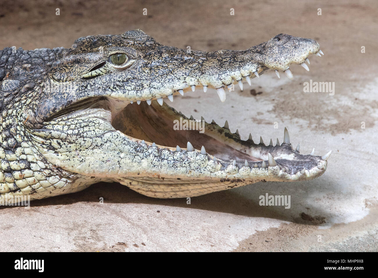wide open crocodile mouth close up Stock Photo - Alamy