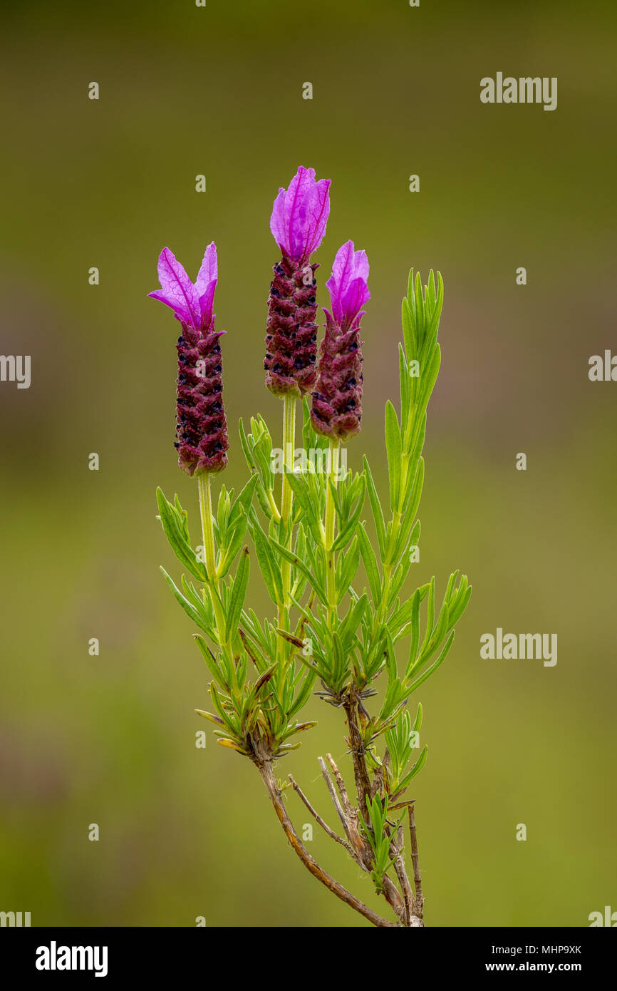 Stalk lavender flowers hi-res stock photography and images - Alamy