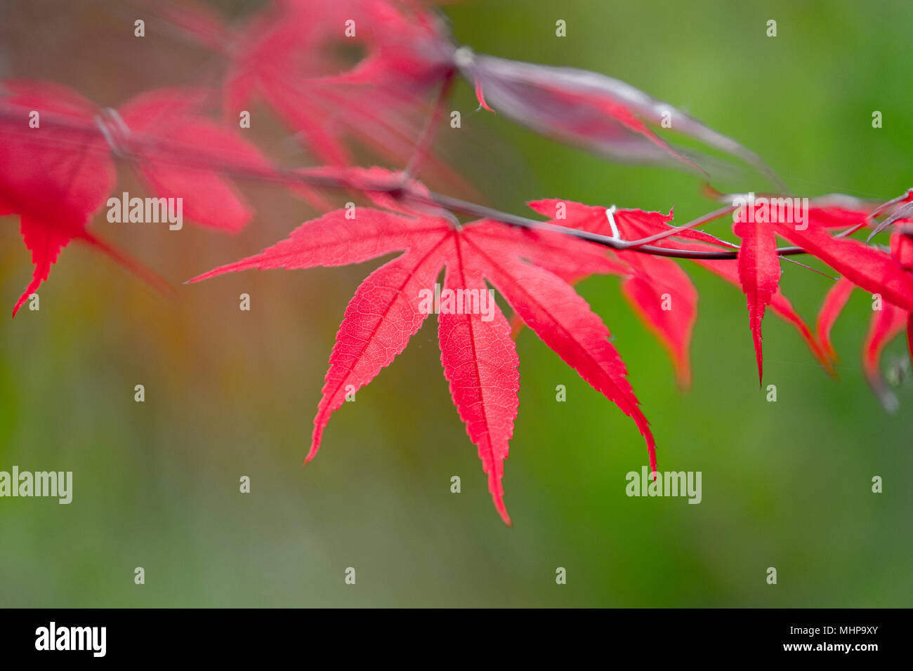 red canadian maple leaf close up detail Stock Photo - Alamy
