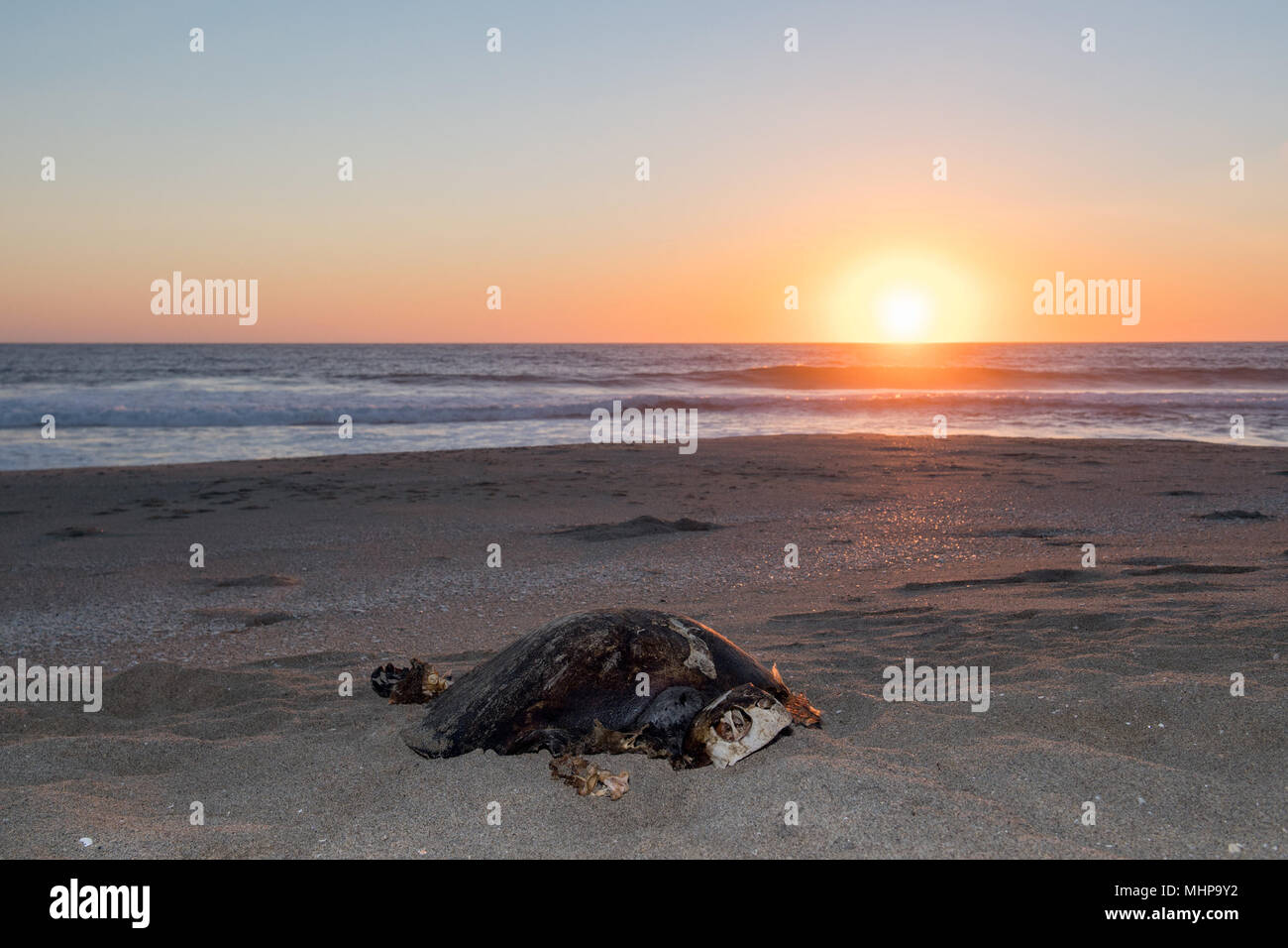 dead turtle on the pacific ocean beach at sunset Stock Photo - Alamy