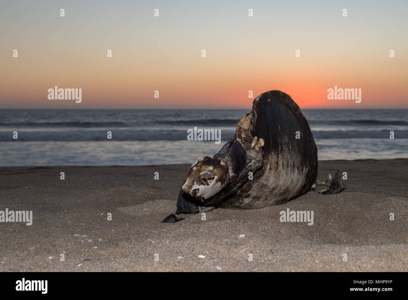dead turtle on the pacific ocean beach at sunset Stock Photo - Alamy