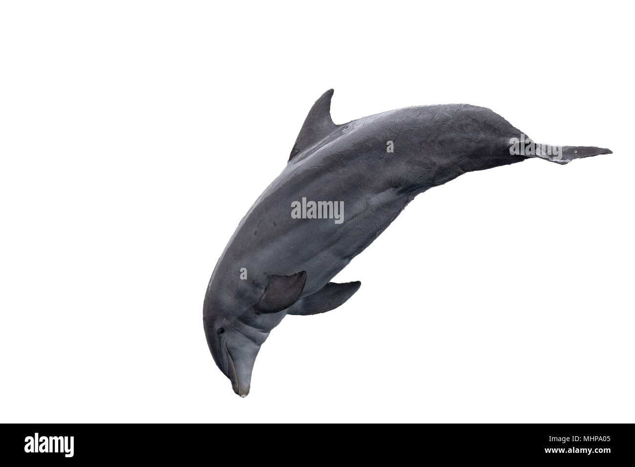 common dolphin jumping isolated on white background Stock Photo - Alamy