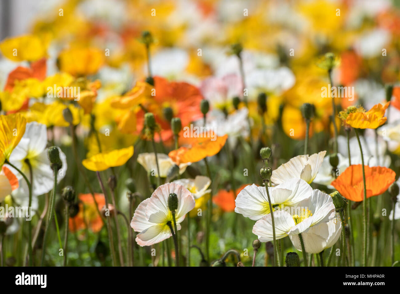 colorful poppy and flowers field Stock Photo - Alamy