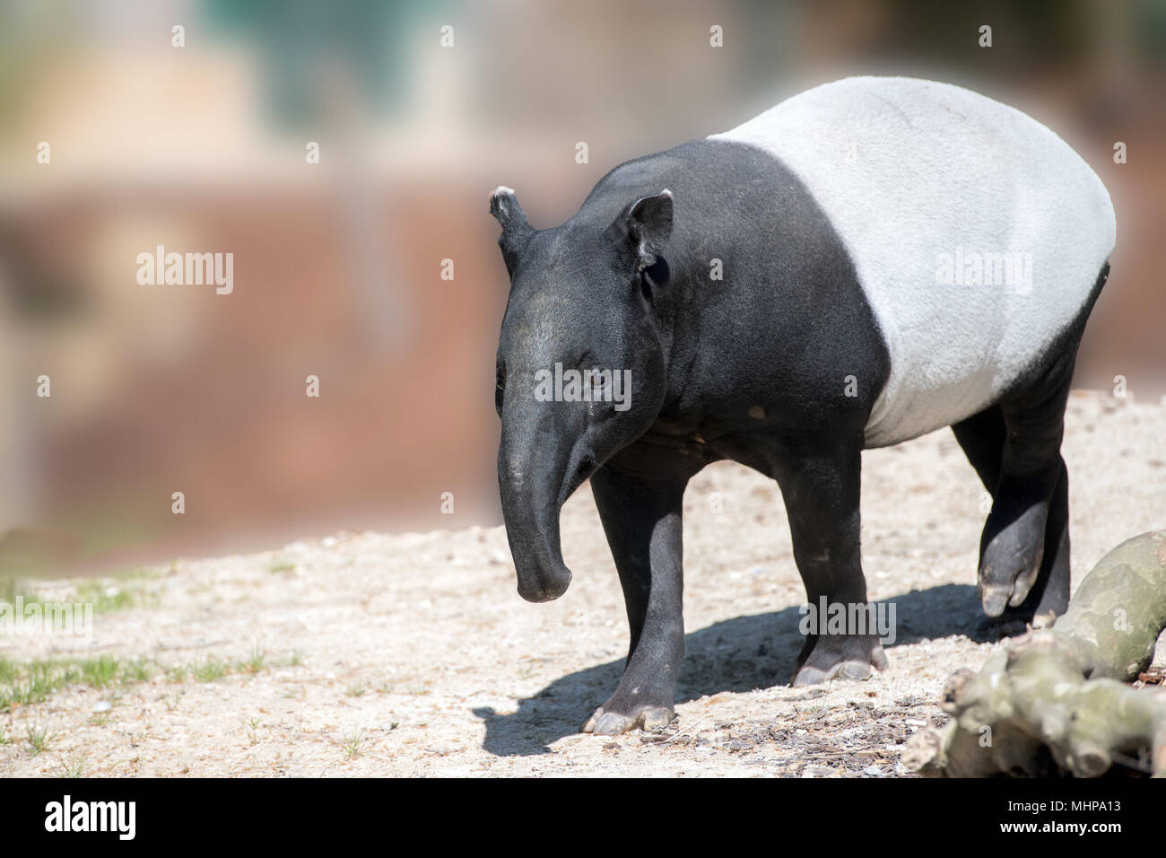 The malayan tapir hi-res stock photography and images - Alamy