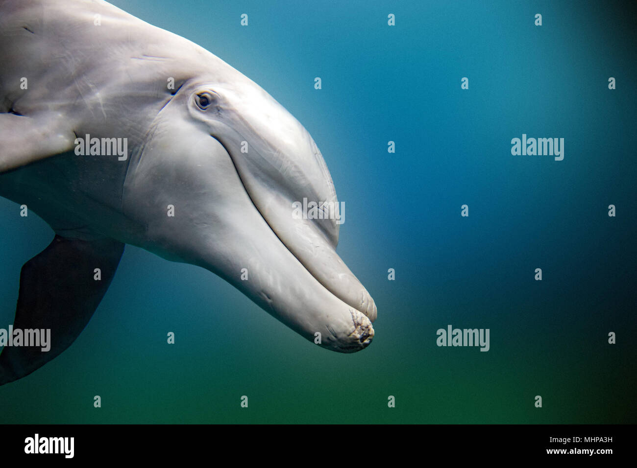 Dolphin eye hi-res stock photography and images - Alamy