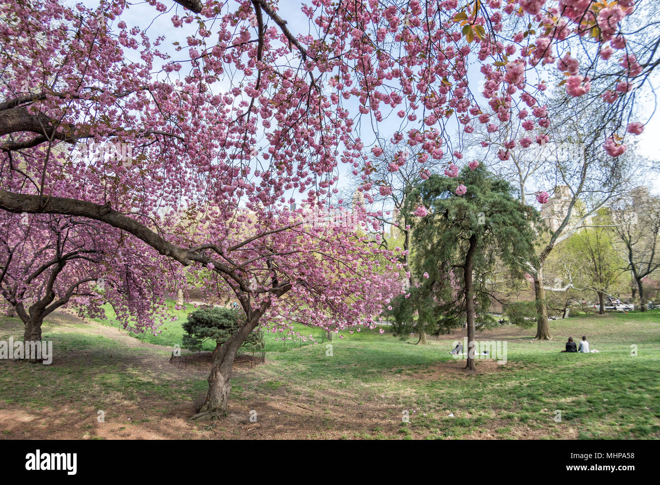 central park new york cherry blossom view Stock Photo - Alamy