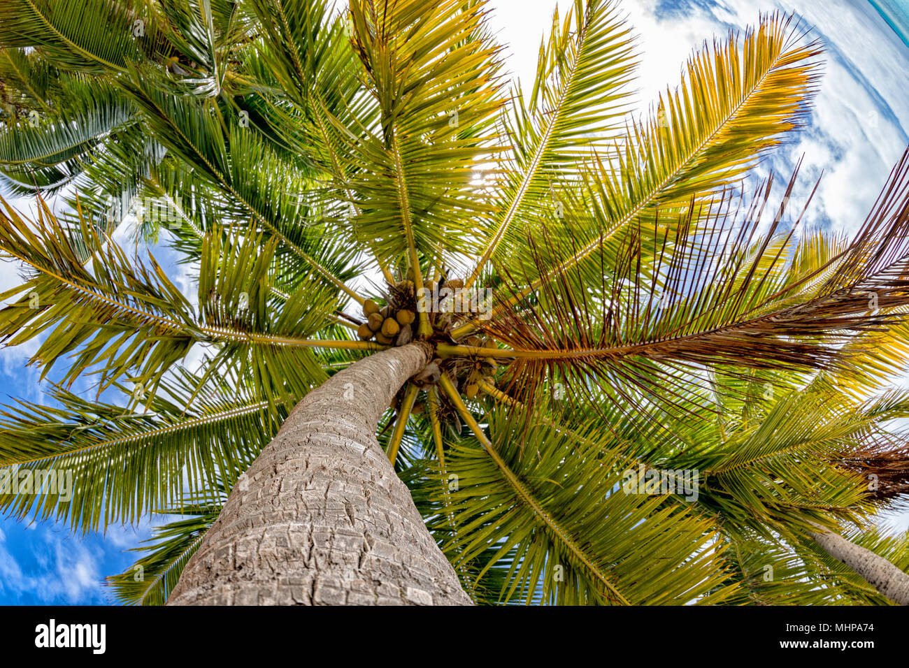Coconut tree on polynesian tropical paradise white sand beach Stock ...