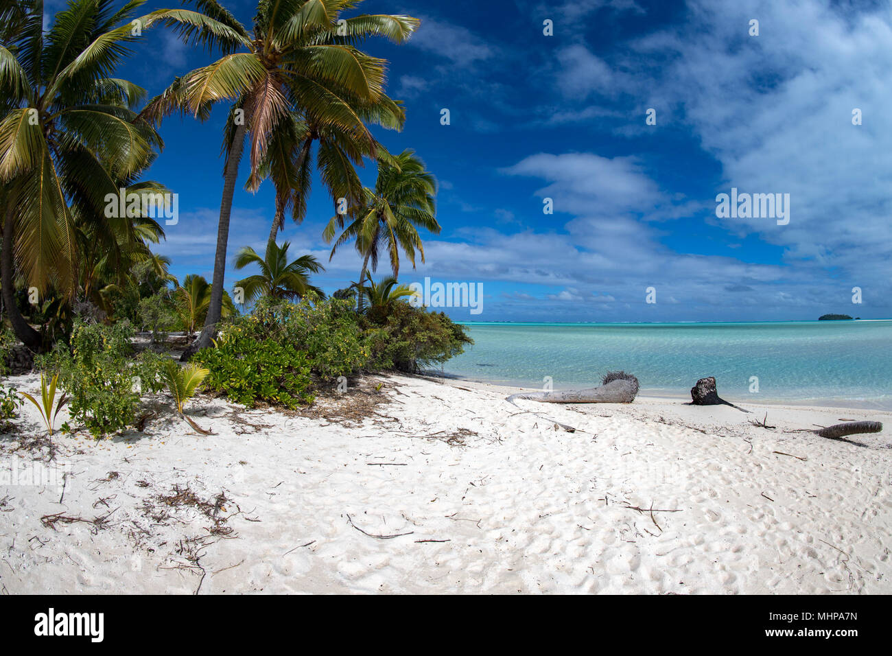 Aitutaki island coconut tree on Polynesia beach Wonderful lagoon in ...