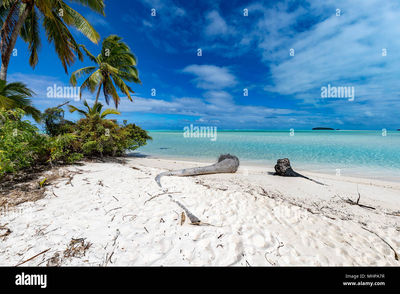 Aitutaki island coconut tree on Polynesia beach Wonderful lagoon in ...