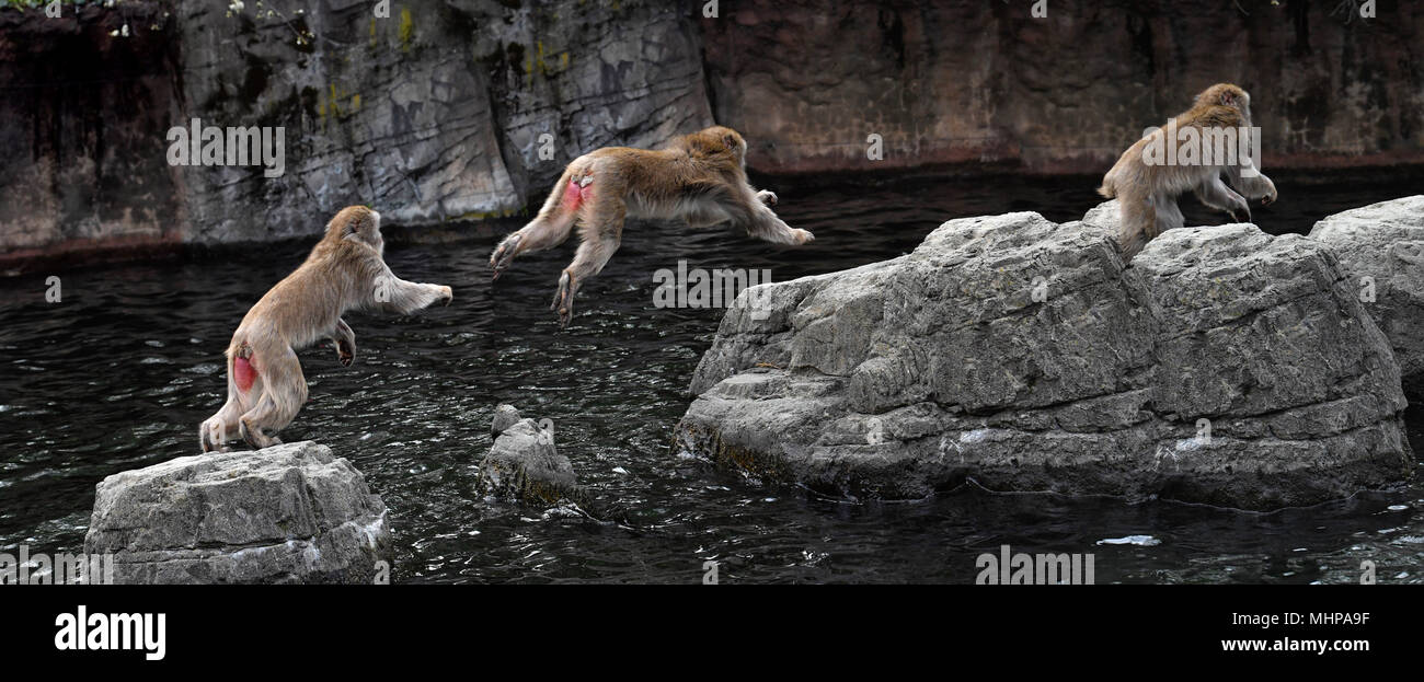 japanese macaque monkey portrait jumping on the rocks Stock Photo - Alamy