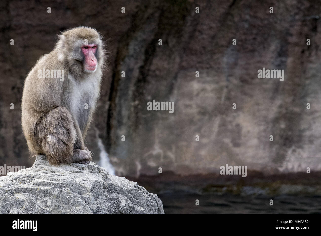 japanese macaque monkey portrait while looking at you Stock Photo - Alamy