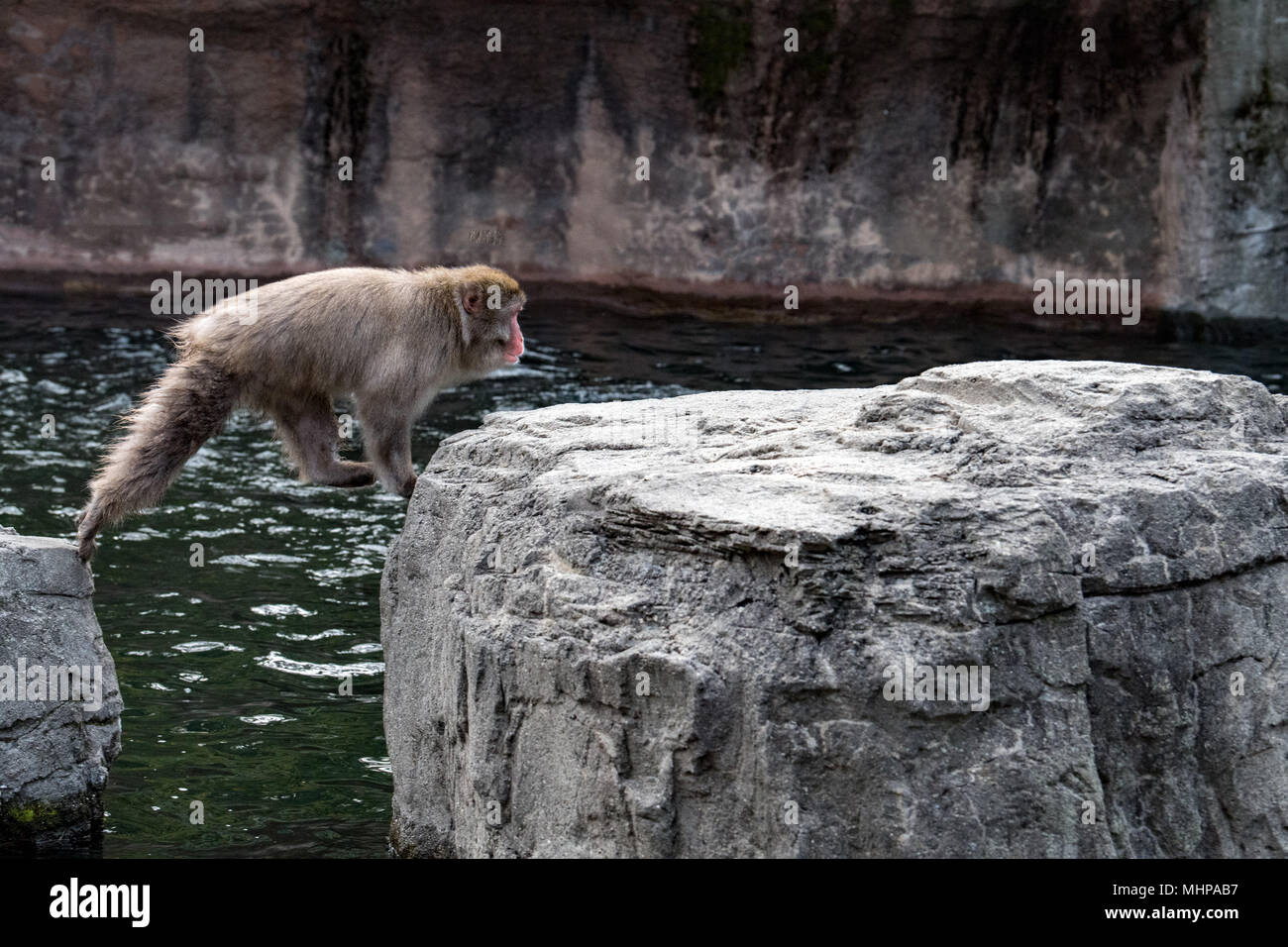 Monkey jumping isolated hi-res stock photography and images - Alamy