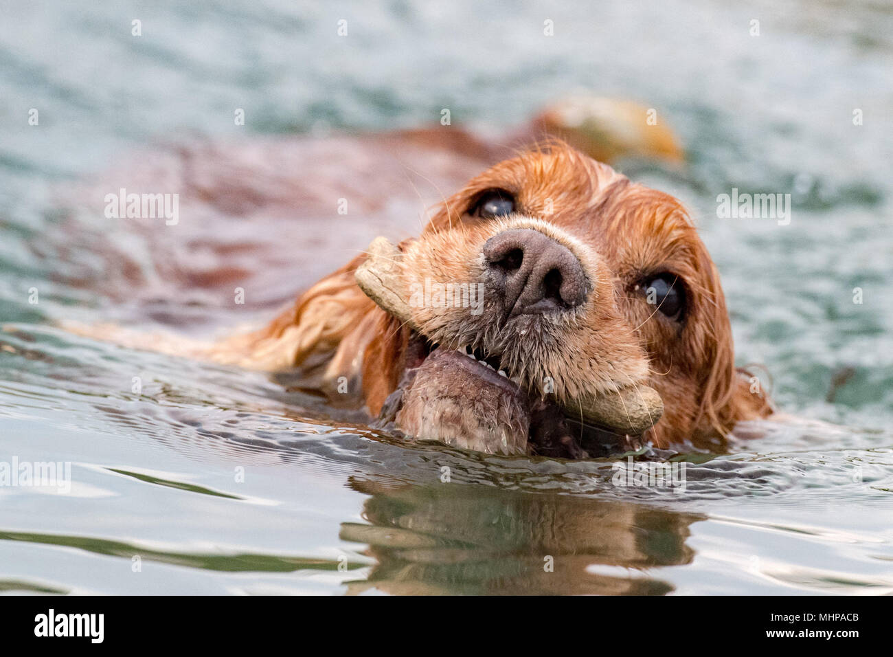 Happy dog english cocker spaniel while playing in the river Stock Photo ...