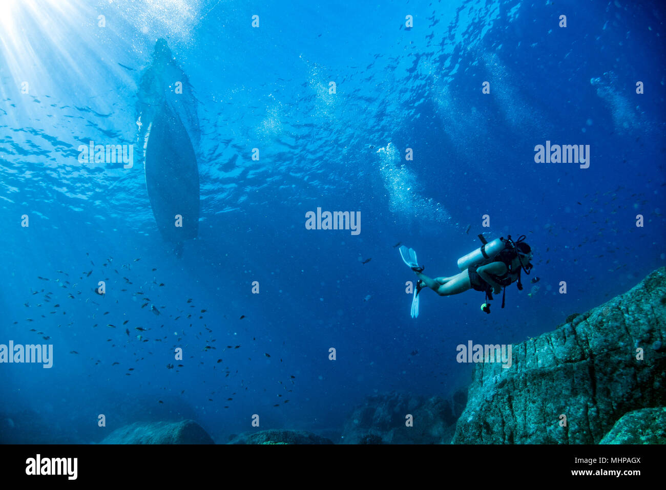 diver underwater going back to diving boat in the blue sea background ...