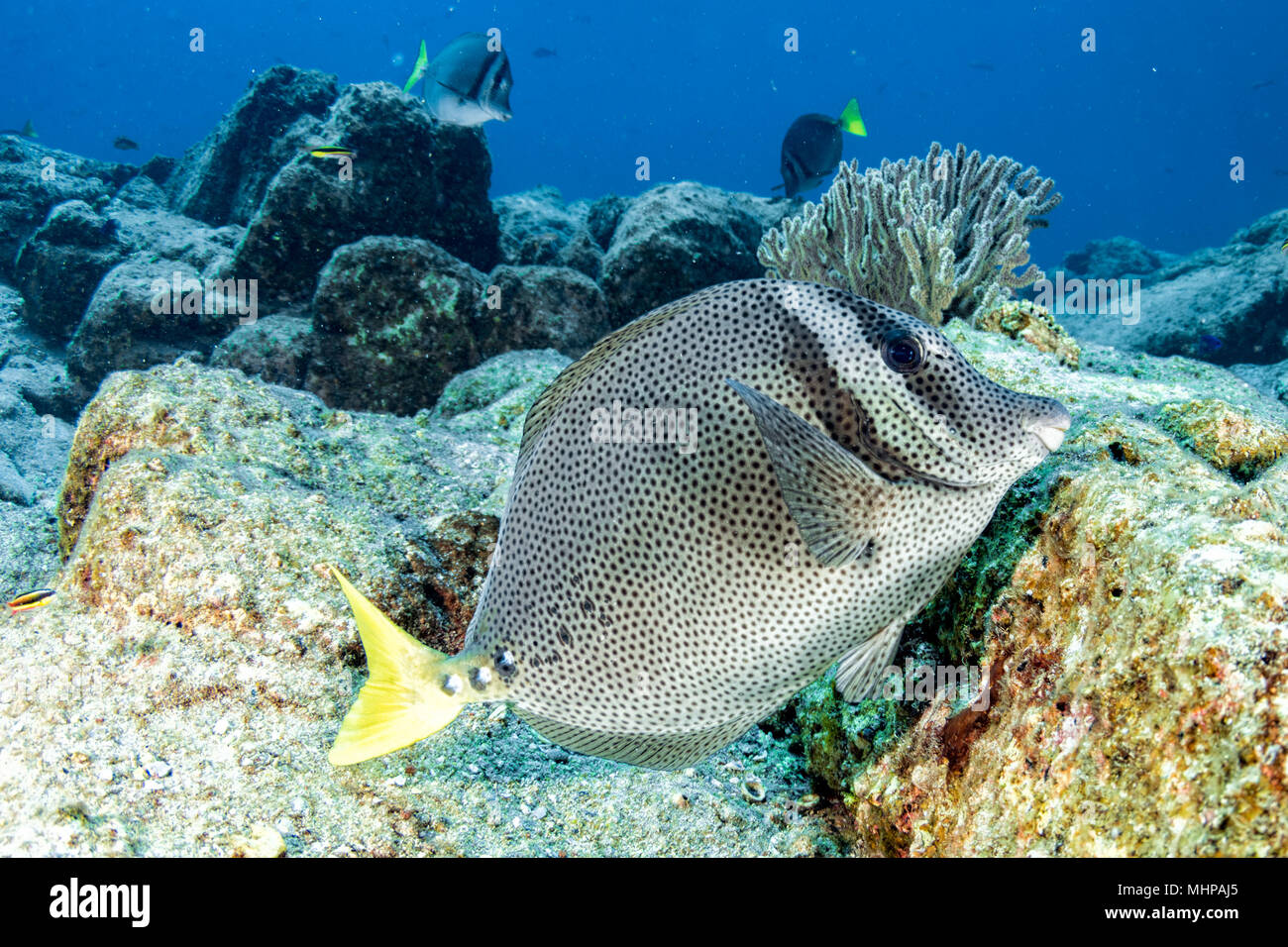 Rabbit fish hi-res stock photography and images - Alamy
