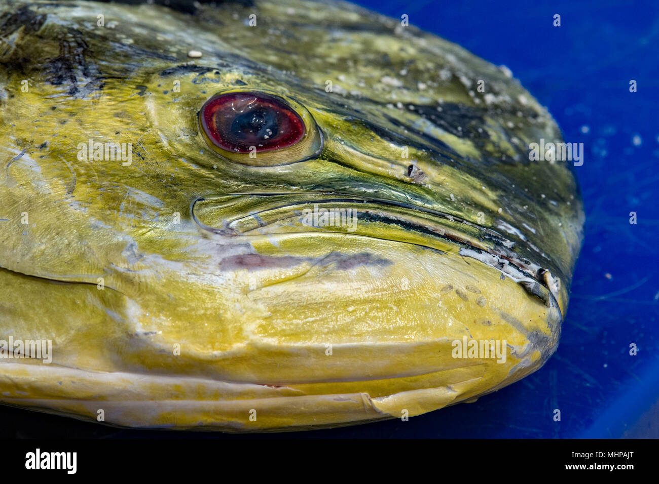 Mahi mahi dorado fish head on blue background Stock Photo - Alamy