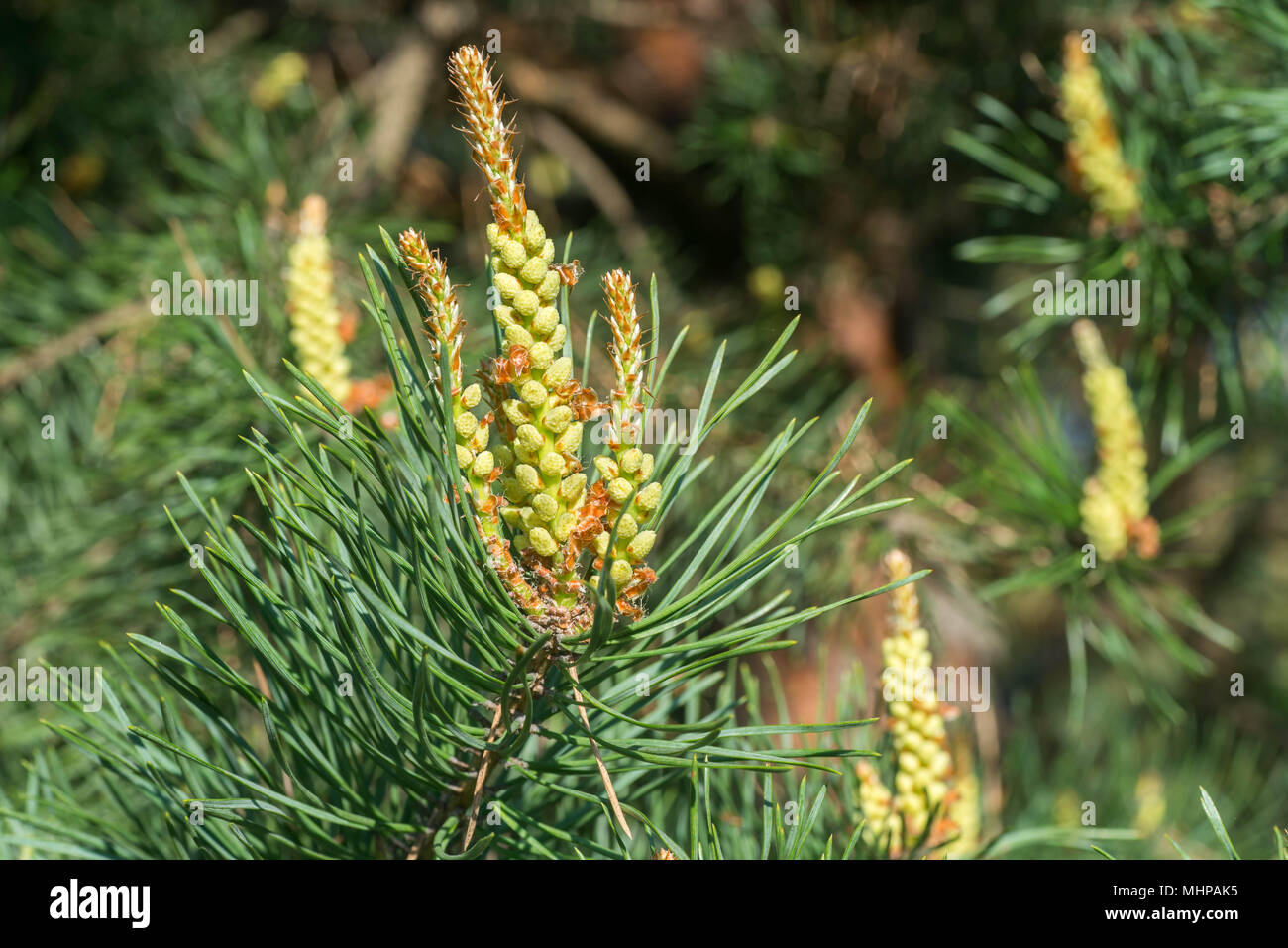Pine tree sprouts hi-res stock photography and images - Alamy