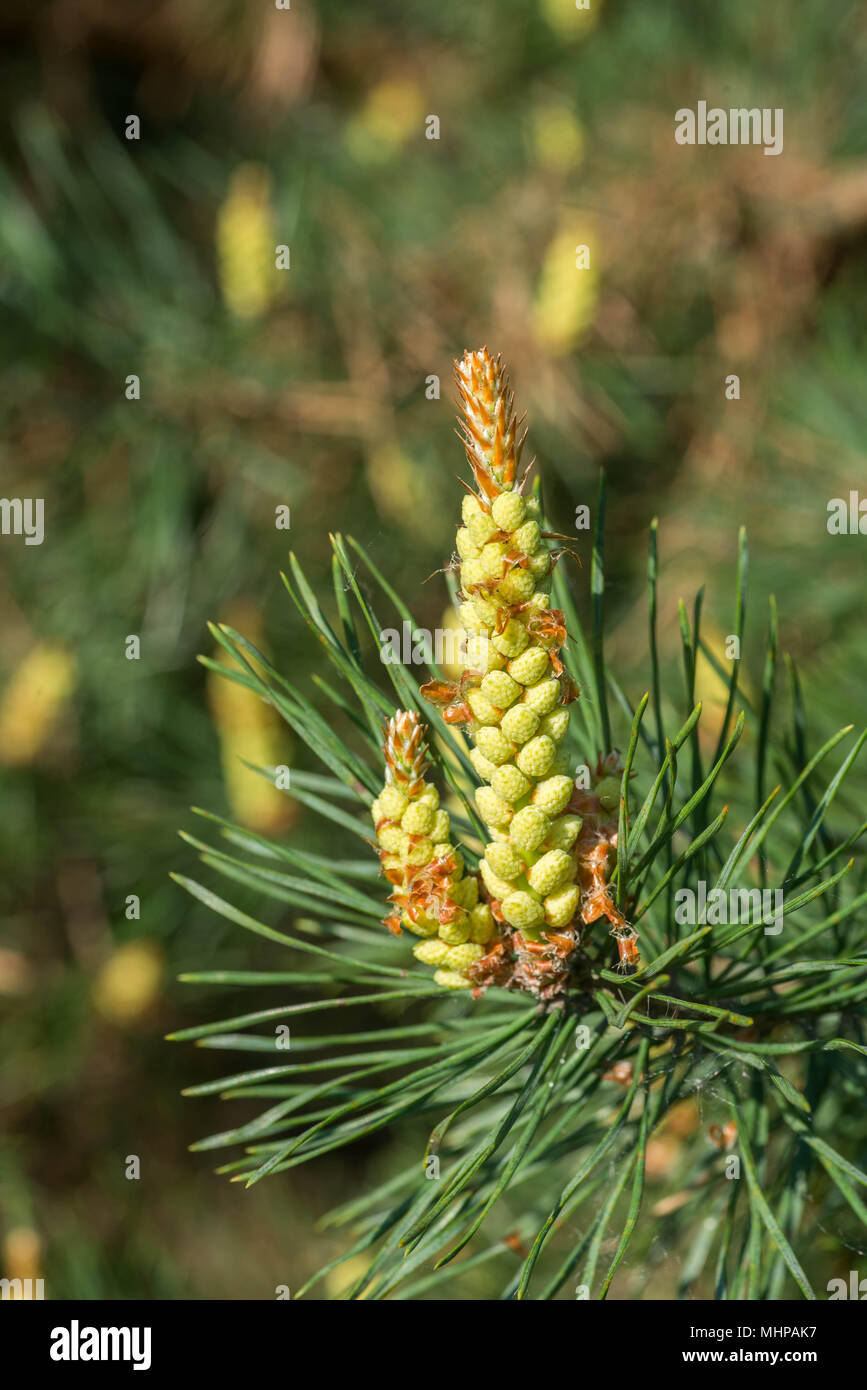 Pine tree sprouts hi-res stock photography and images - Alamy