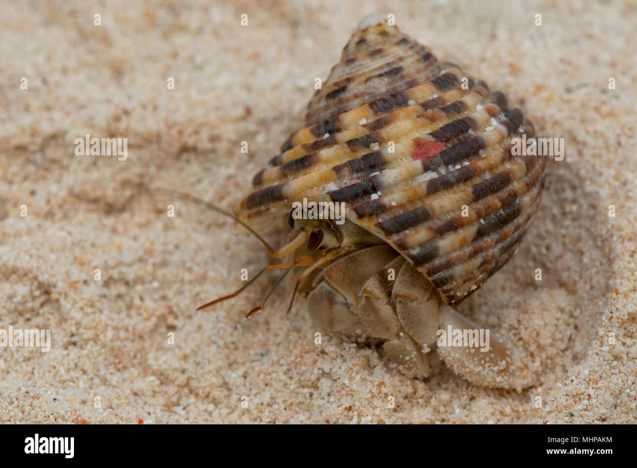 A red small crab with his shell walking on white sand close up Stock ...