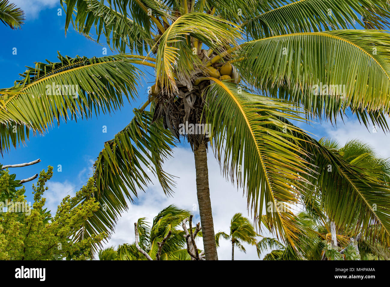 coconut palm tree detail close up in polynesia Stock Photo - Alamy