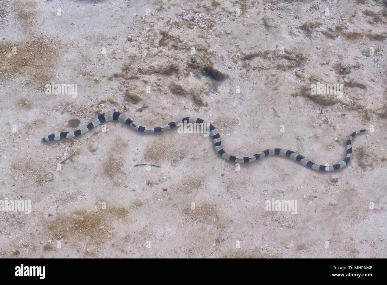 The poisonus black and white sea snake near to the shore Stock Photo ...