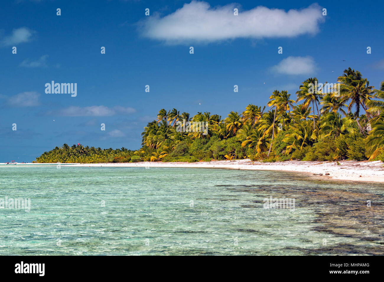Coconut tree in aitutaki lagoon hi-res stock photography and images - Alamy
