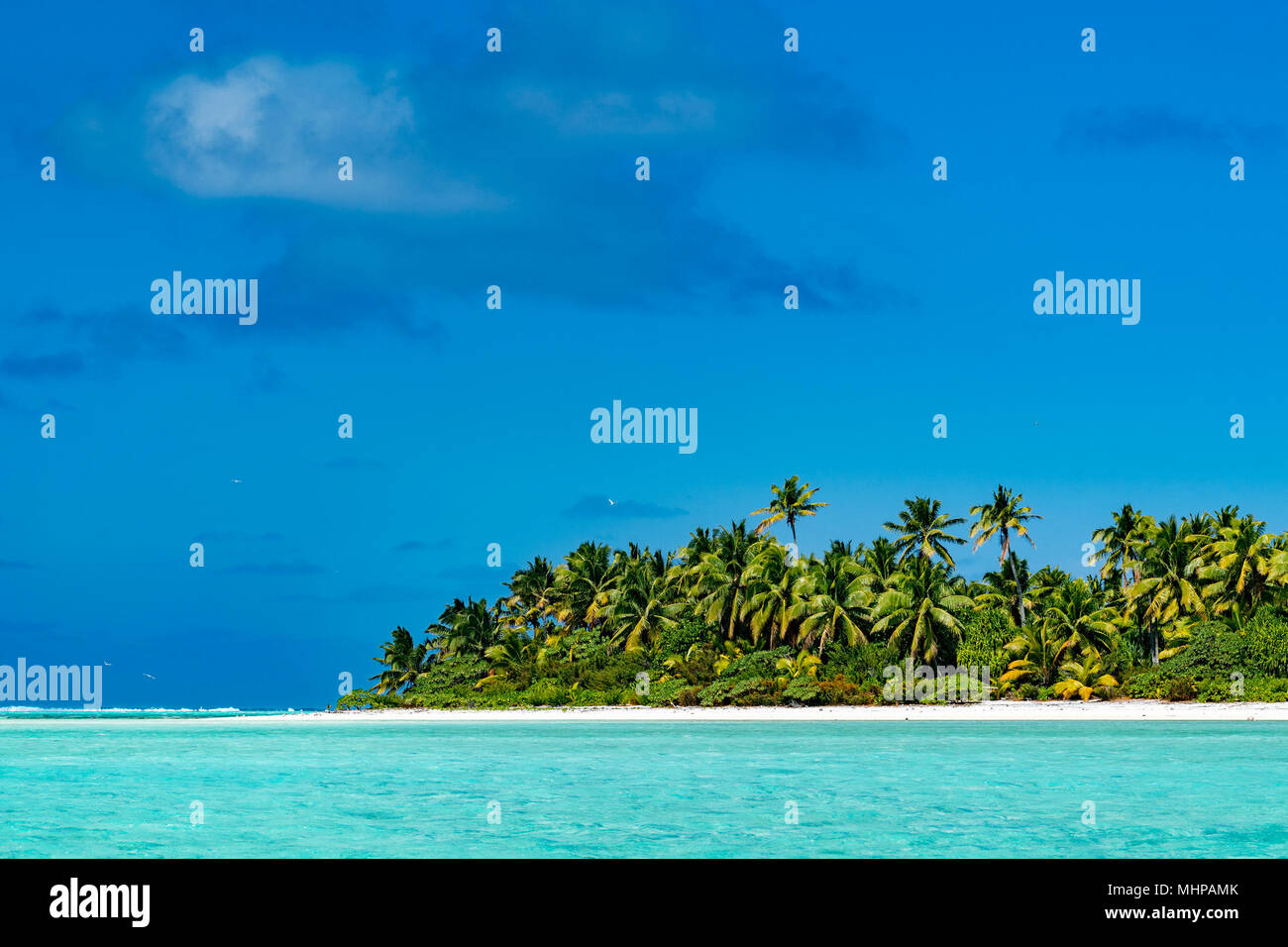 Aitutaki island coconut tree on Polynesia beach Wonderful lagoon in ...