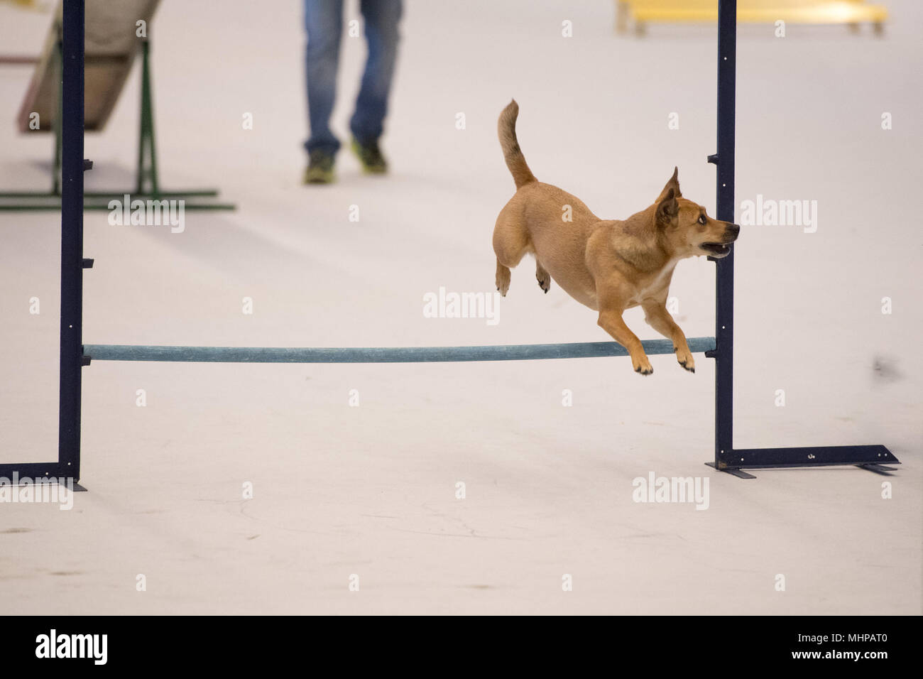 Agility competition westminster dog show hi-res stock photography and ...