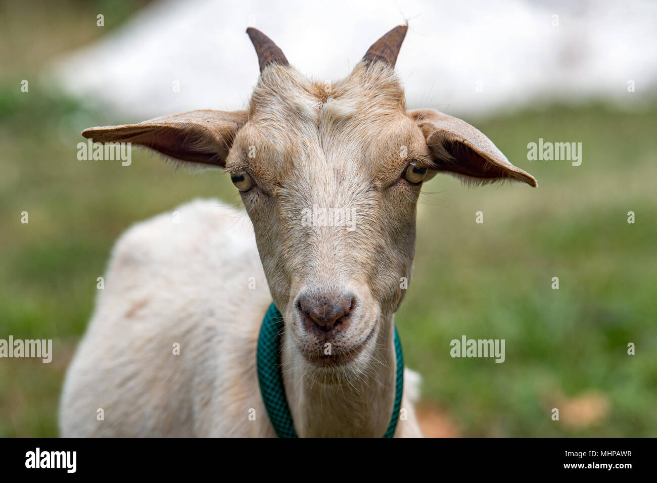 female goat portrait while looking at you Stock Photo - Alamy