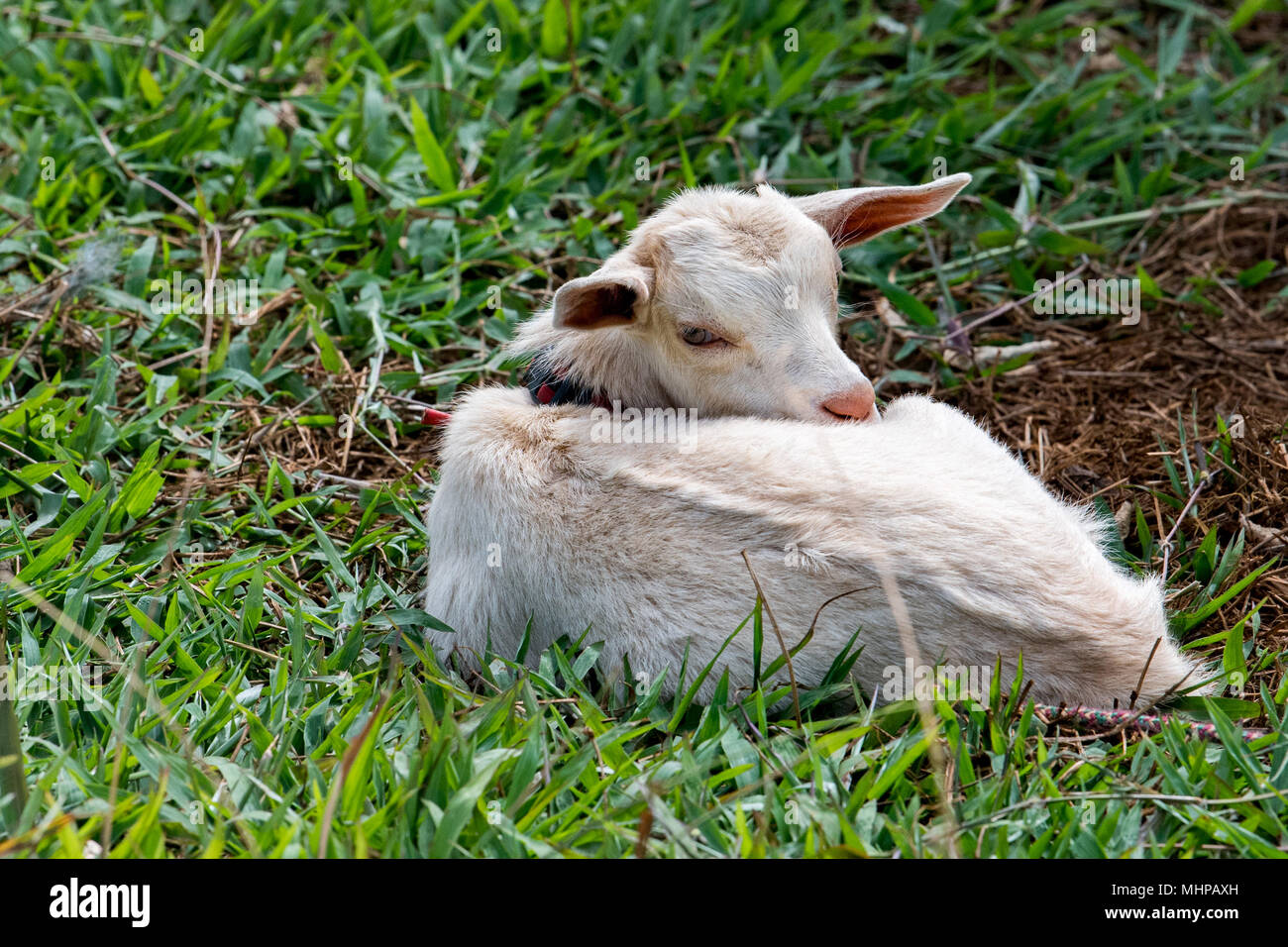 baby goat newborn portrait while looking at you Stock Photo - Alamy
