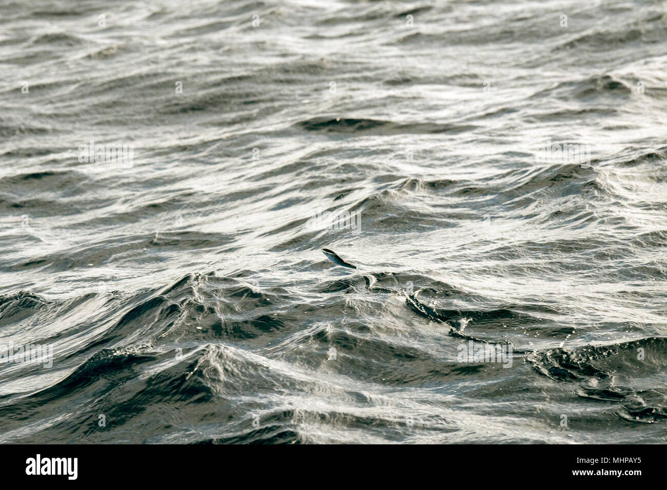 Flying Fish jumping over blue ocean background Stock Photo - Alamy