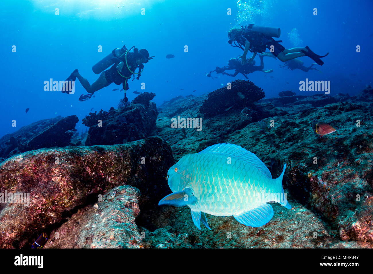 Parrot diver hi-res stock photography and images - Alamy