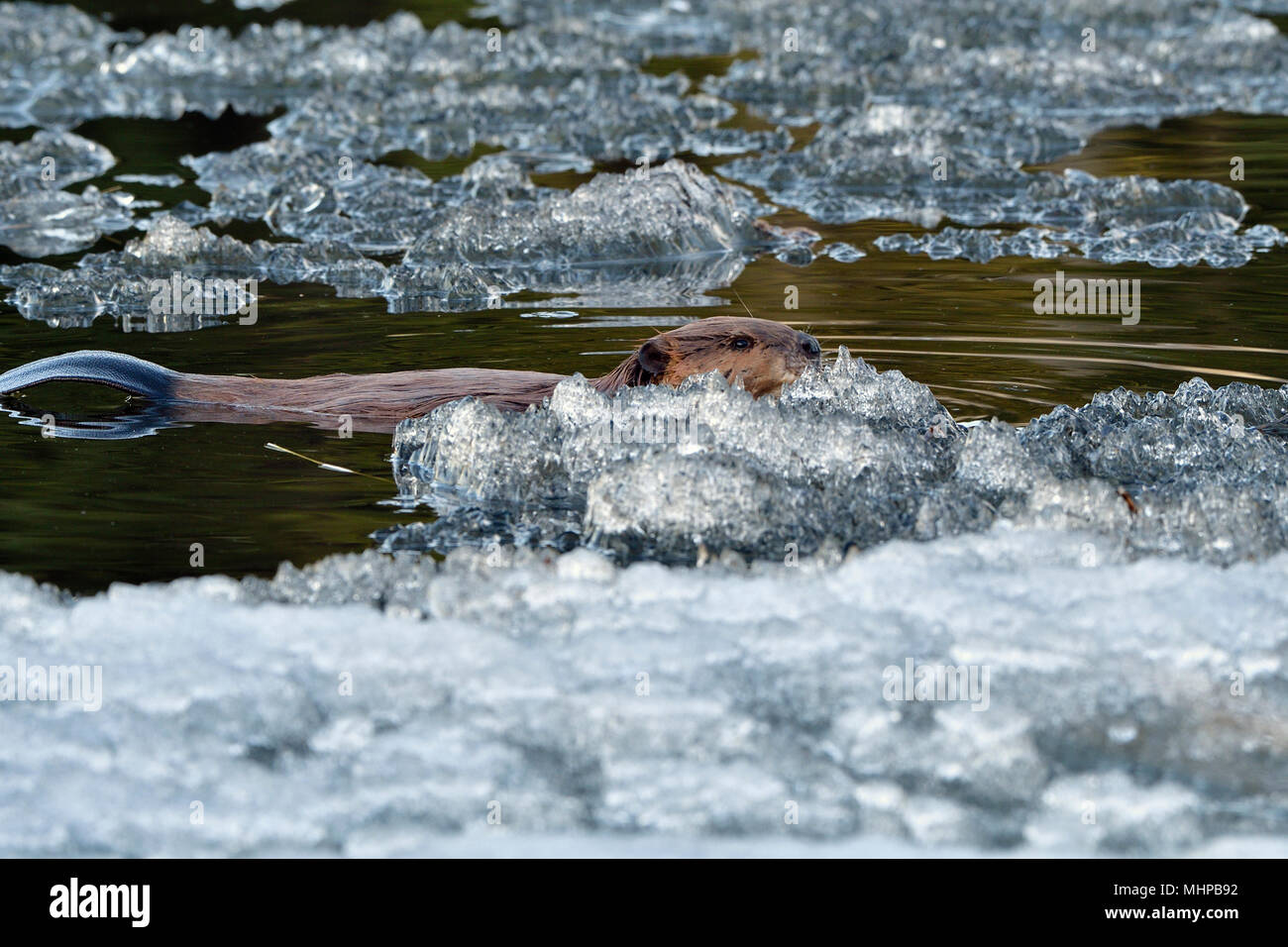 A side view of a juvenile beaver floating in open water between the ...