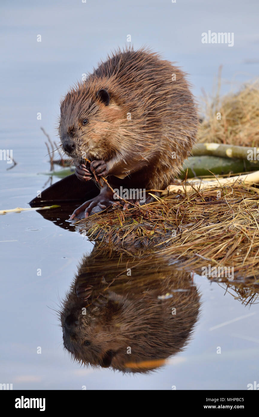 Beaver eating tree hi-res stock photography and images - Alamy