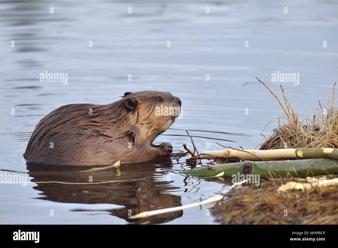Young Beaver Eating High Resolution Stock Photography and Images - Alamy